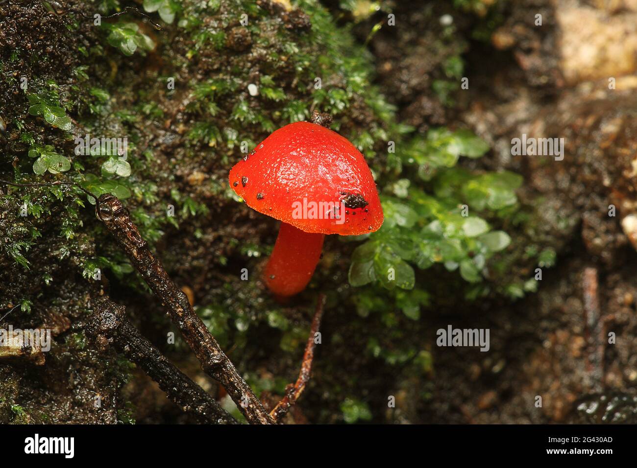 Red waxgill fungus (Hygrocybe firma Stock Photo - Alamy