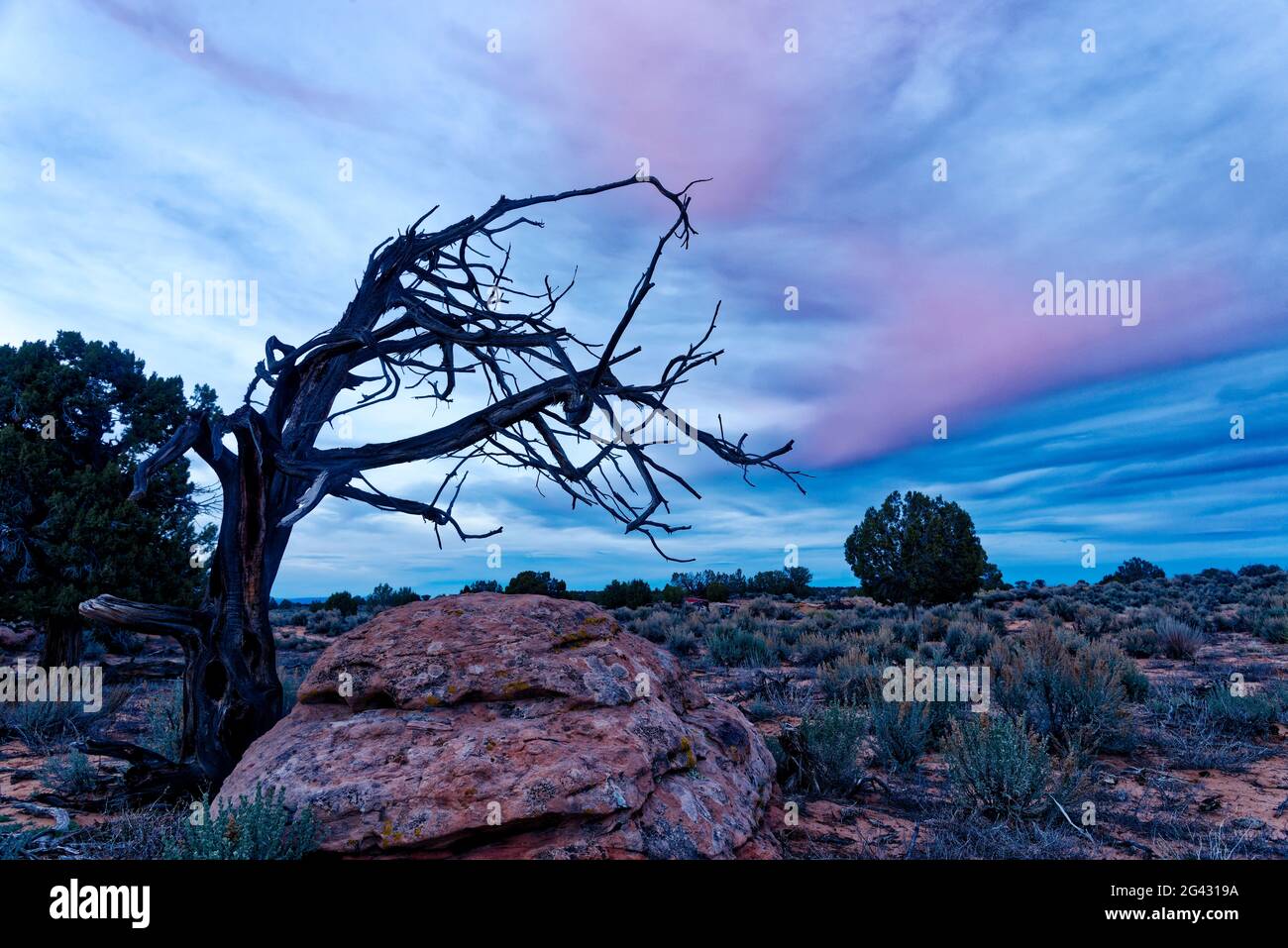 Dead vegetation hi-res stock photography and images - Alamy