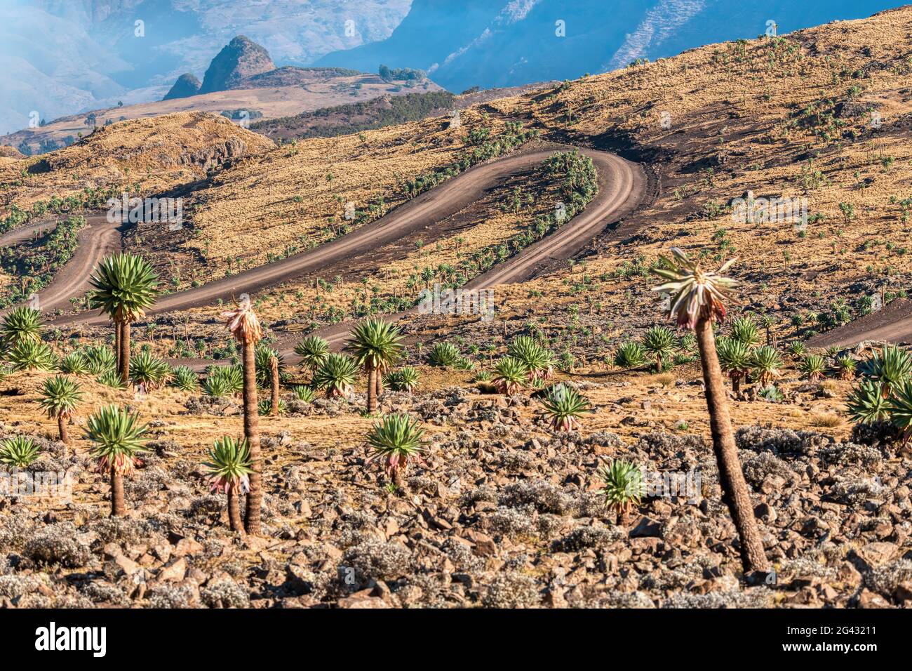 Semien nationalpark hi-res stock photography and images - Alamy