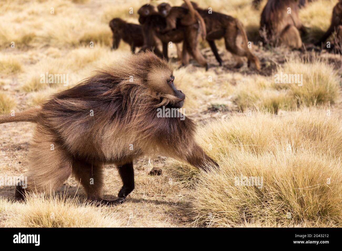 Grazing gelada hi-res stock photography and images - Alamy