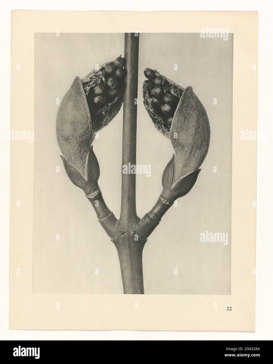 Plant study; Prime forms of art. Facher enlargement. Afkomsig uit ...