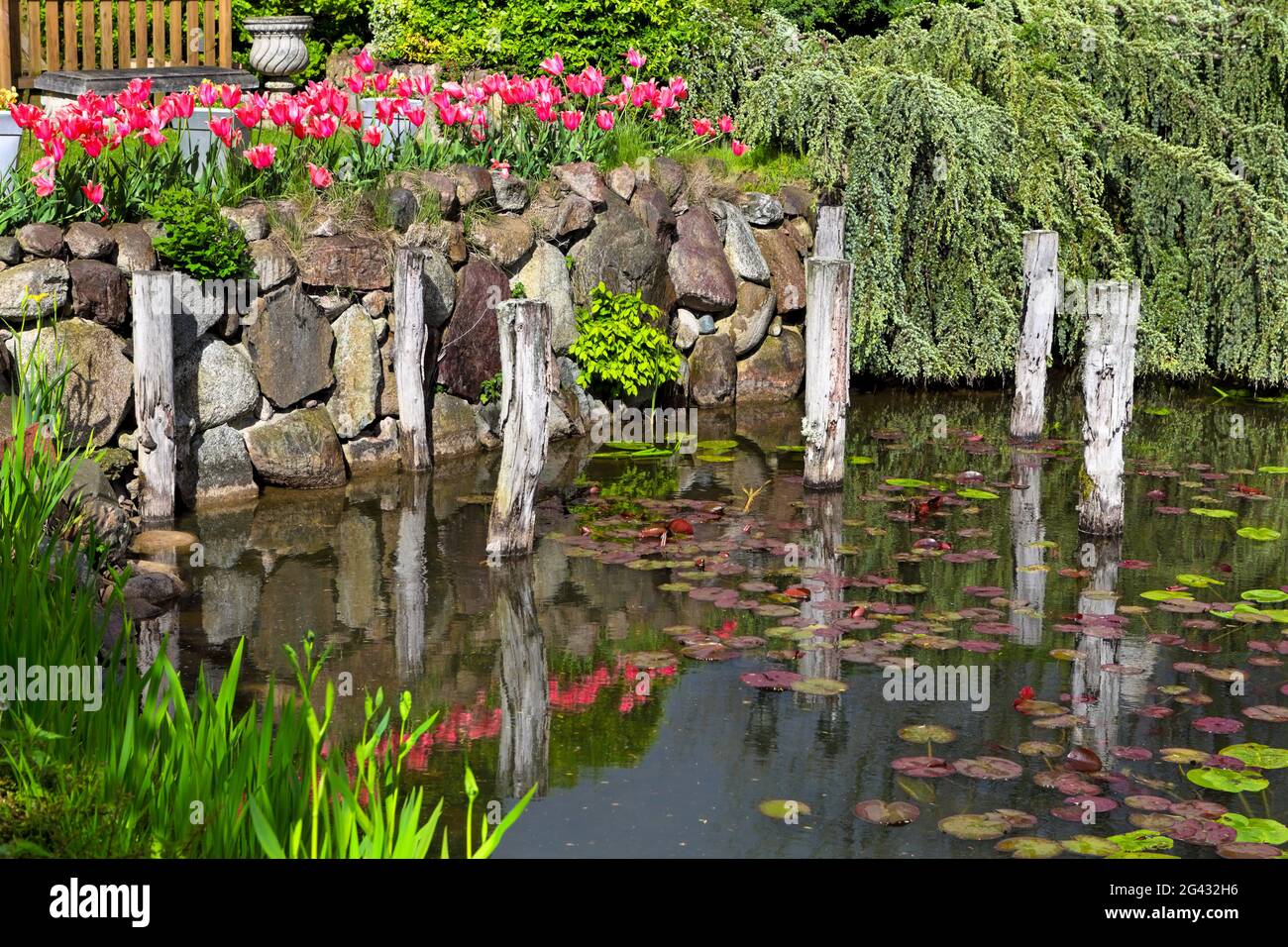Beautiful lily hi-res stock photography and images - Alamy