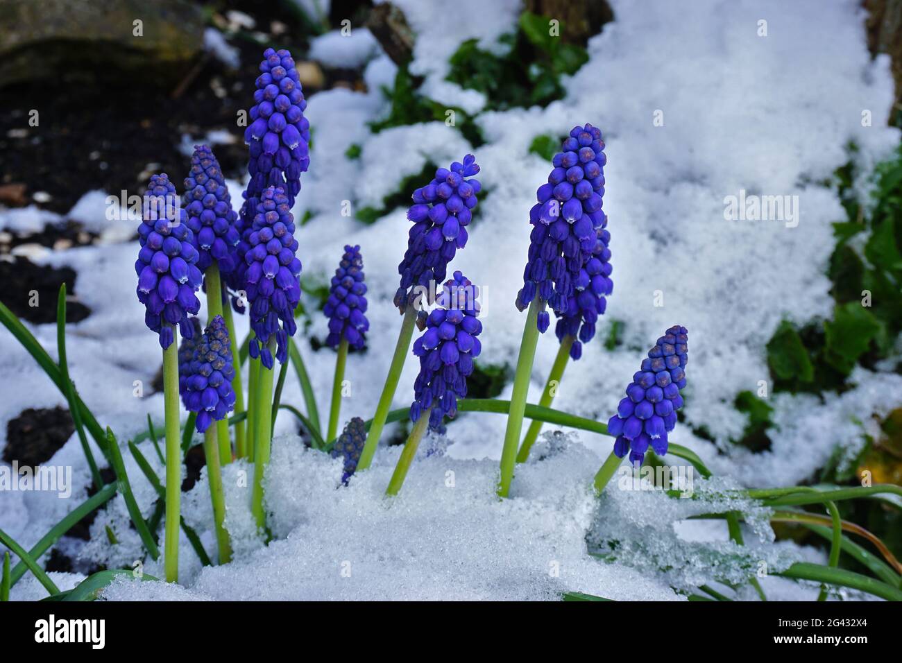Grape hyacinth in snow Stock Photo - Alamy