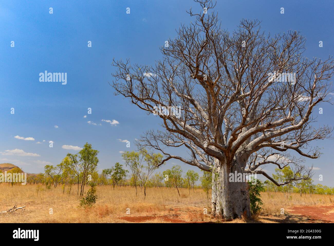 Australian baobab tree hi-res stock photography and images - Alamy