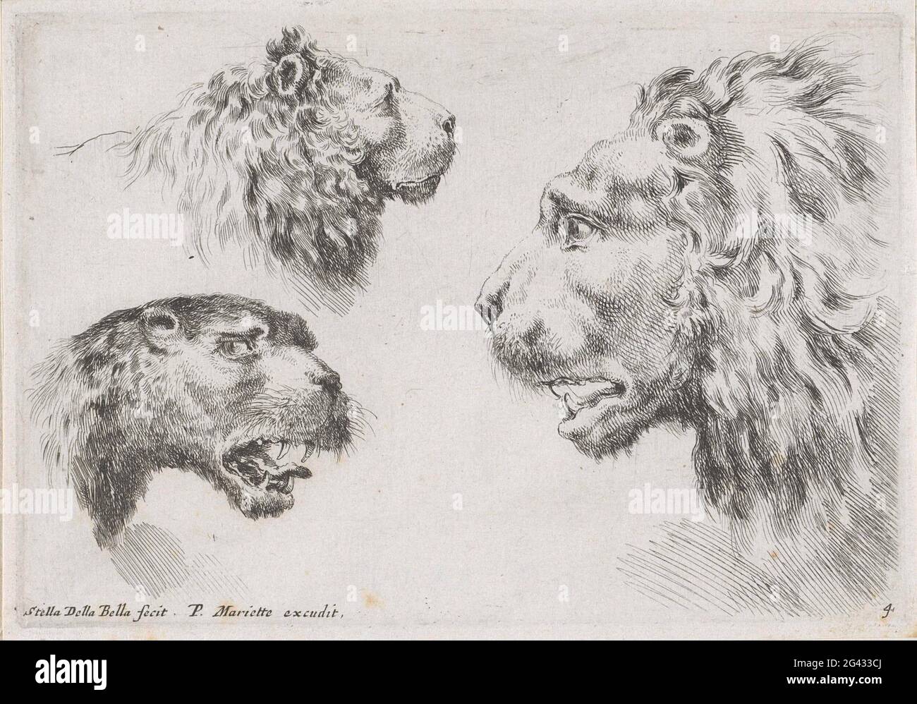 Two lion heads and a tiger head; Animal heads Stock Photo - Alamy