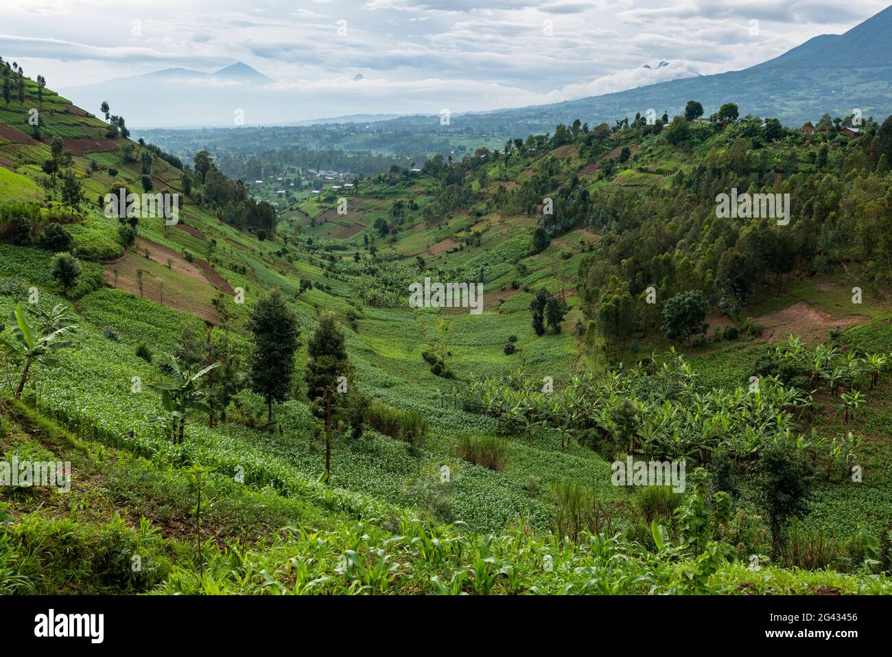 Lush landscape, near Kinyababa, Northern Province, Rwanda, Africa Stock ...