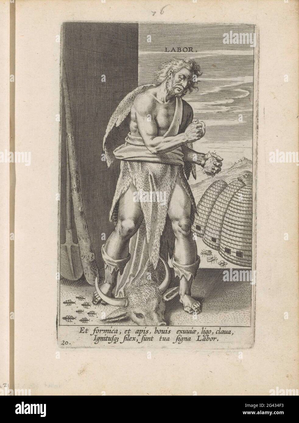 Bull ants hi-res stock photography and images - Alamy