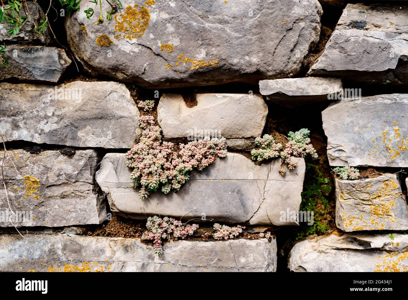 The wild Sedum succulent grows in a stone wall Stock Photo - Alamy