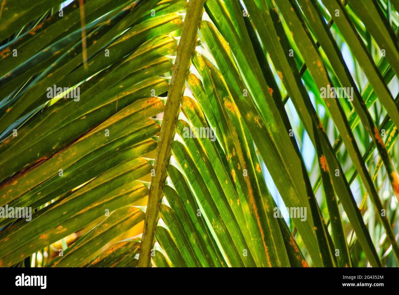 Isolated Palm Leaf High Resolution Stock Photography and Images - Alamy