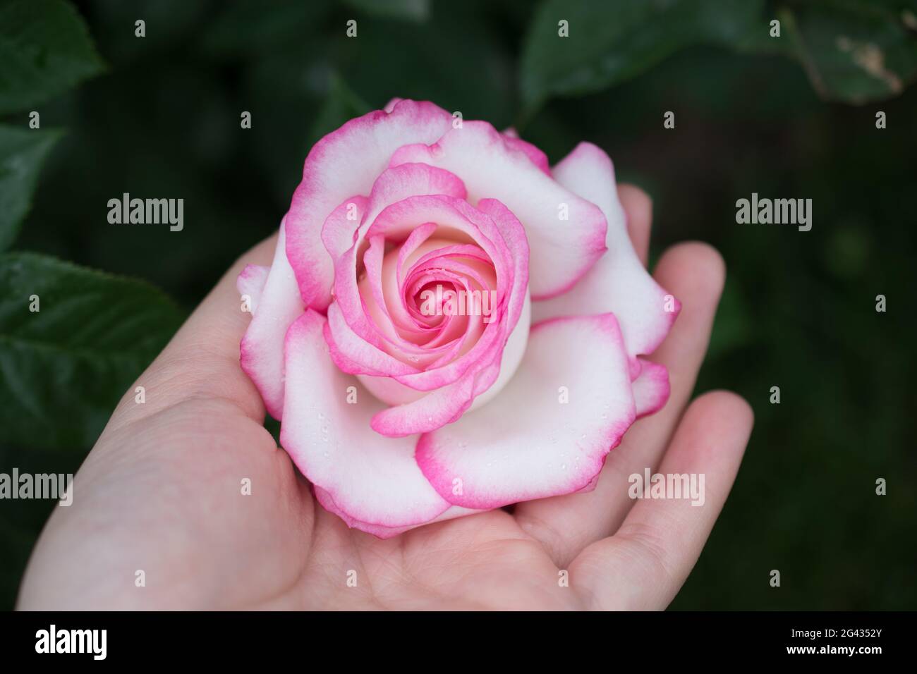 Hand holding flower white roses hi-res stock photography and images - Alamy