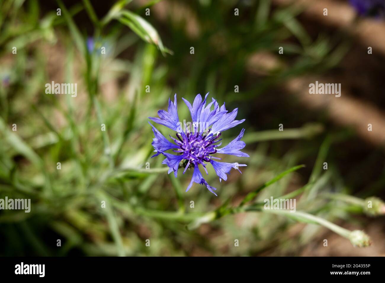 Wild Blue CornFlower Stock Photo - Alamy
