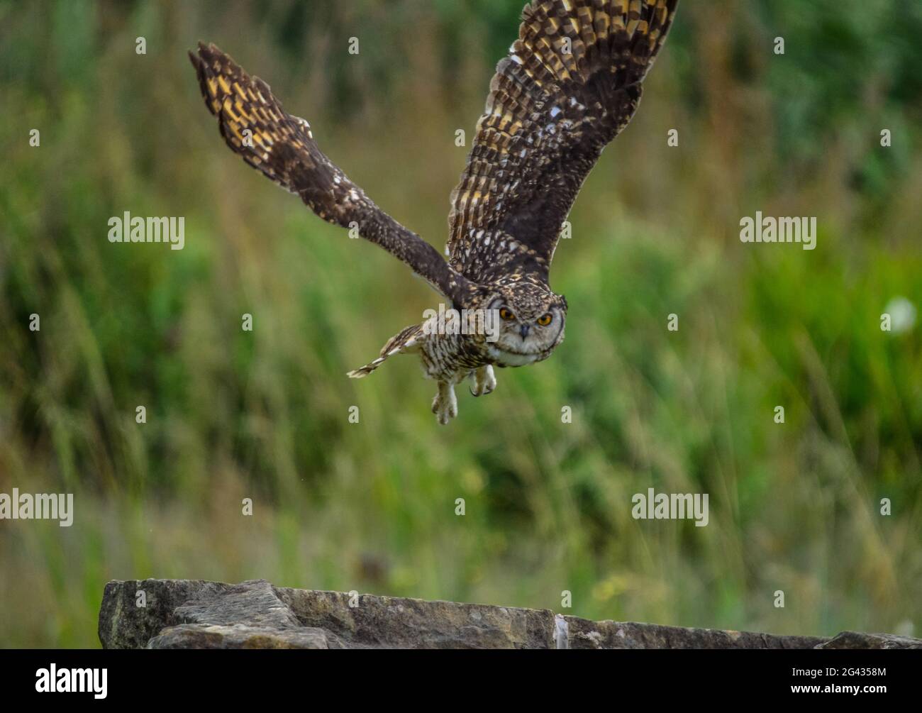 Cape eagle owl bubo capensis hi-res stock photography and images - Alamy