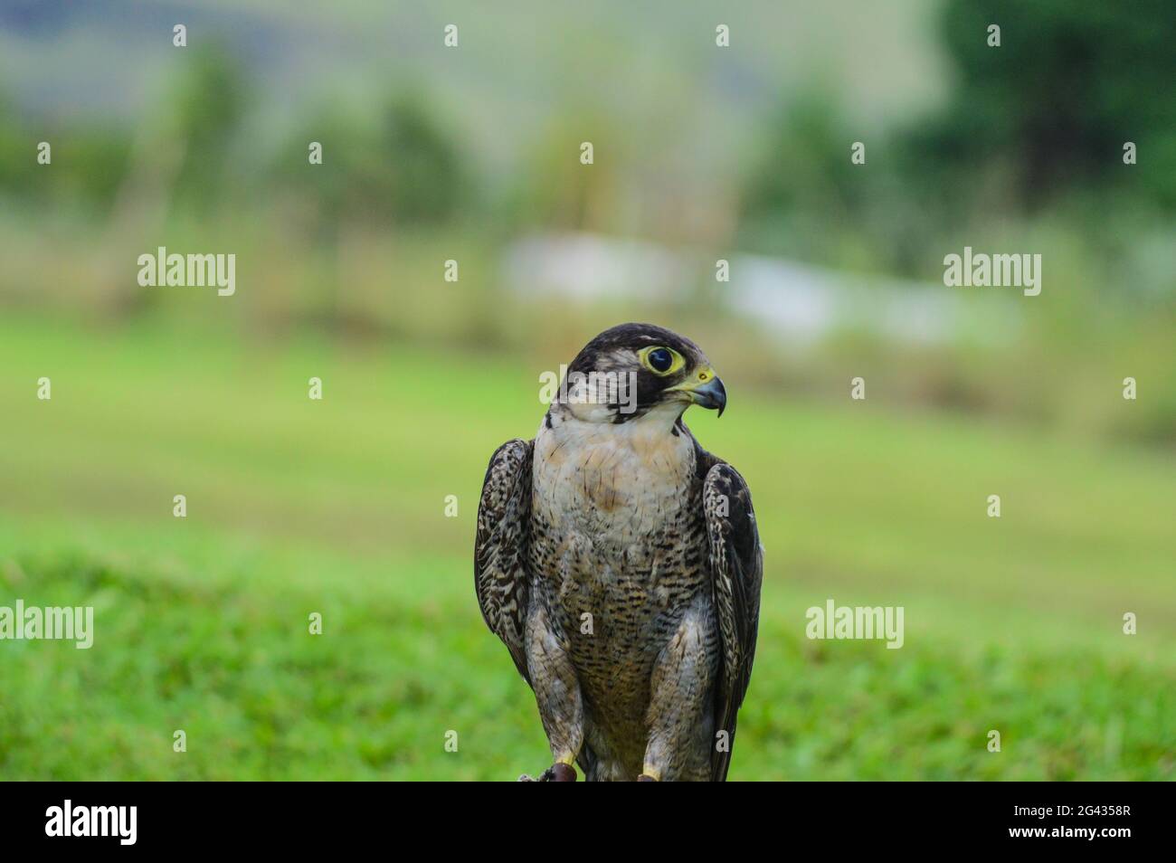 Isolated Peregrine falcon (Falco peregrinus) or duck hawk perched on ...