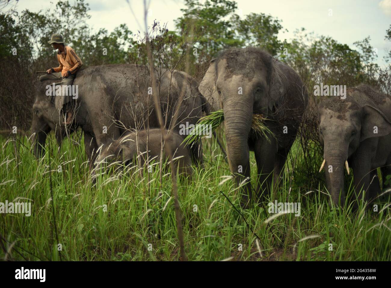 A mahout, one Rebo's colleagues, waiting with his elephants for a walk ...
