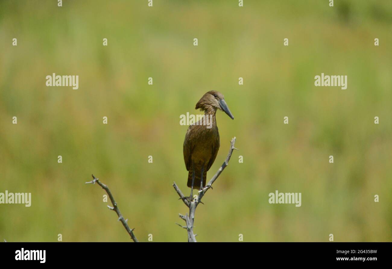 Hamerkop or Hammerkop ( scopus umbretta ) is a wading bird brown in ...
