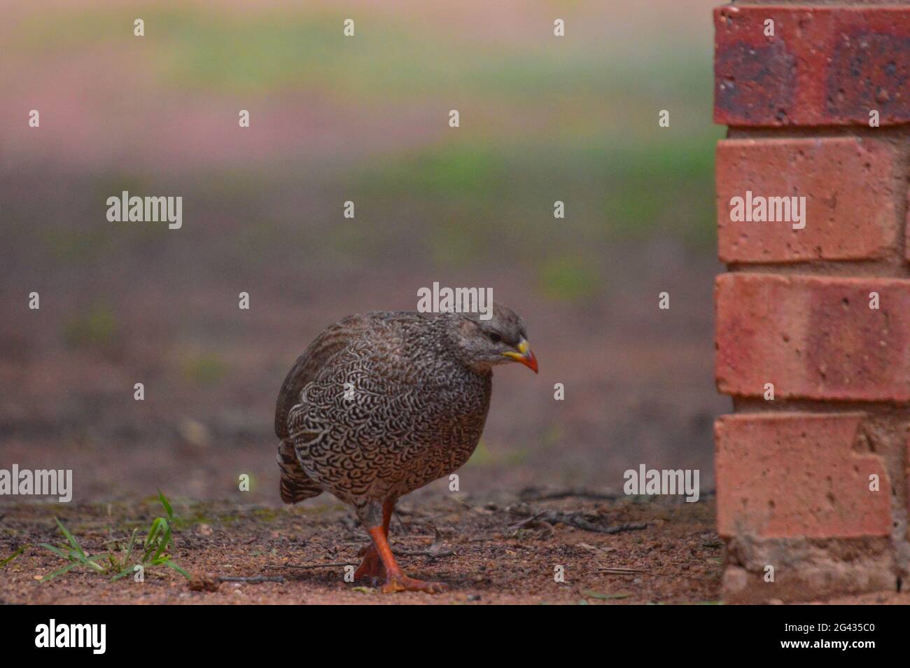 South africa cape spurfowl francolin hi-res stock photography and ...