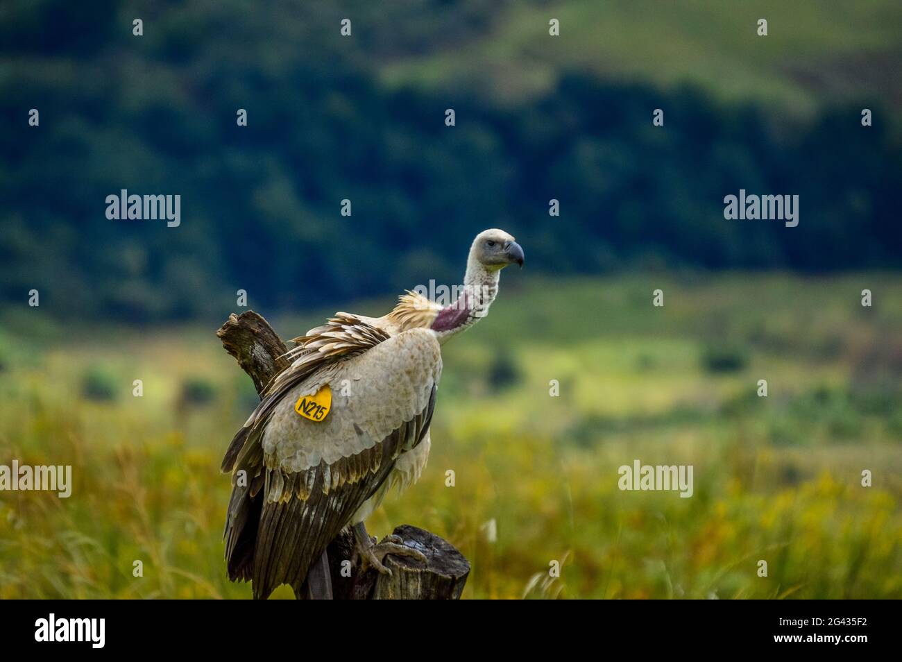 Portrait of a marked cape vulture or cape griffon also known as Kolbe's ...
