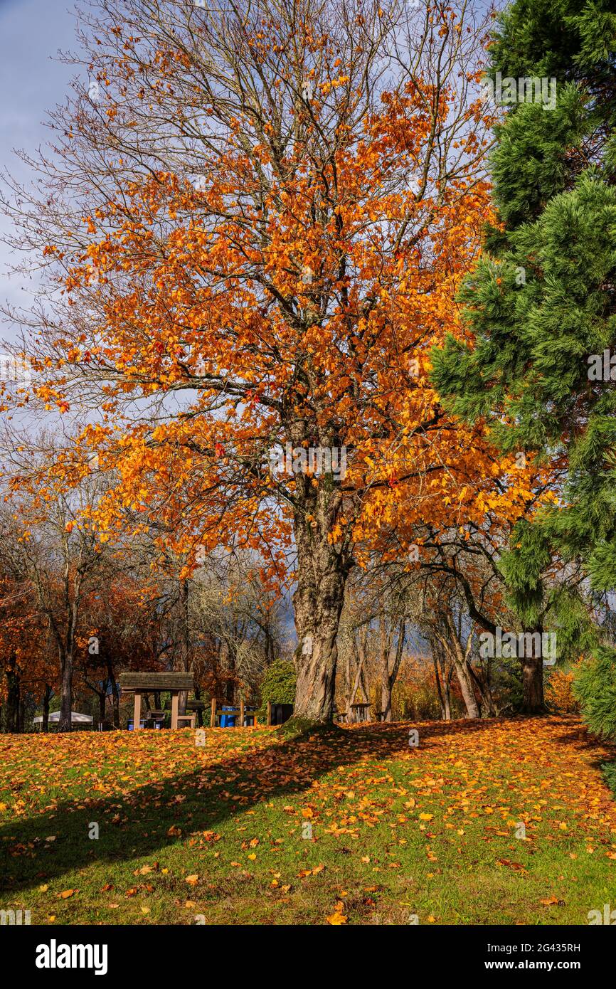 Autumn colors in grass hi-res stock photography and images - Alamy