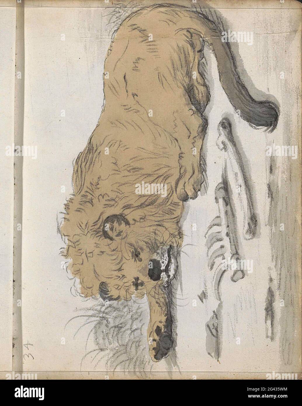 Lion lying. There are several bones in the foreground. Leaf 34 Recto ...