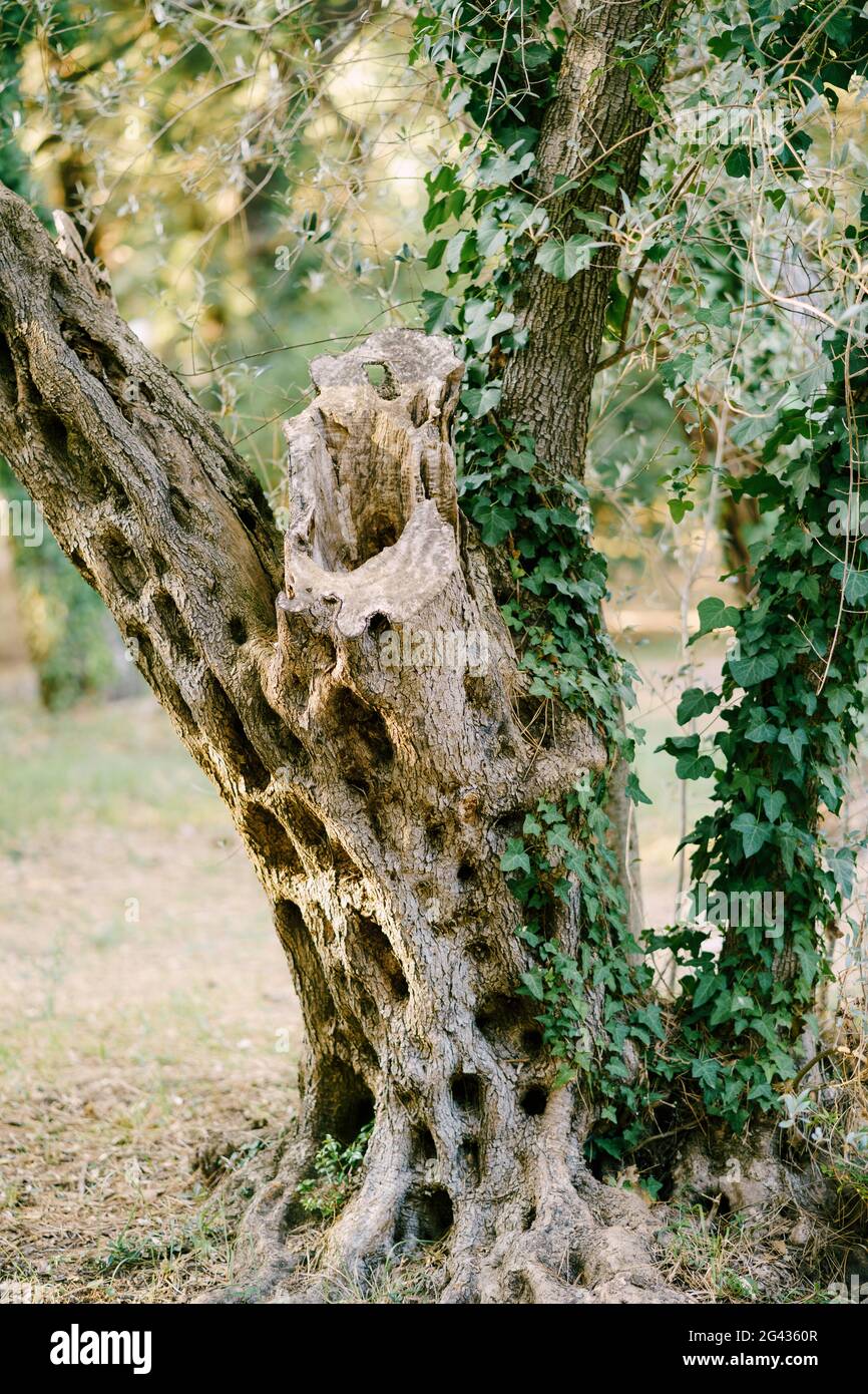 Olive tree bark hi-res stock photography and images - Alamy