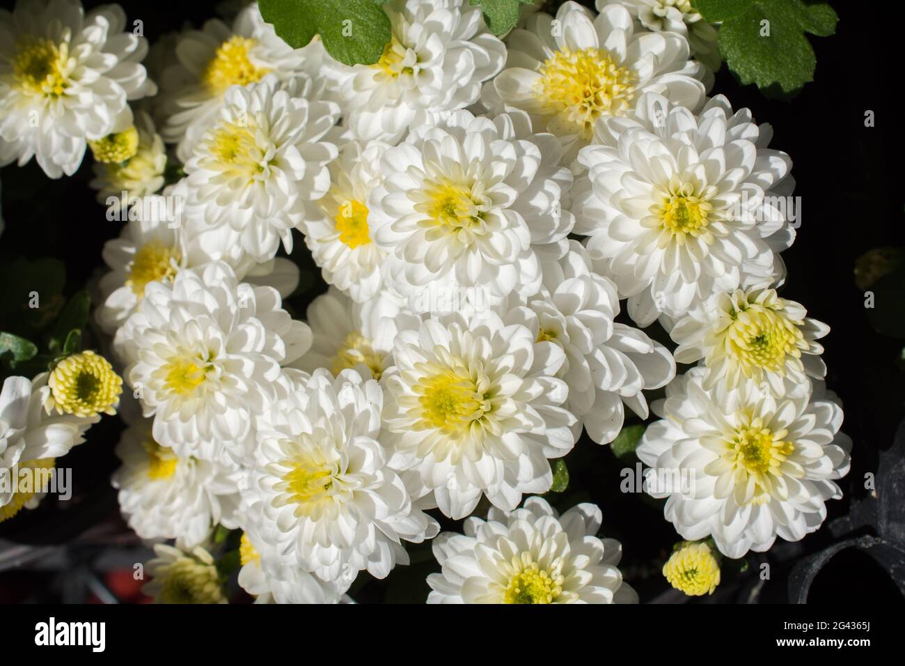 Brazilian vase plant hi-res stock photography and images - Alamy