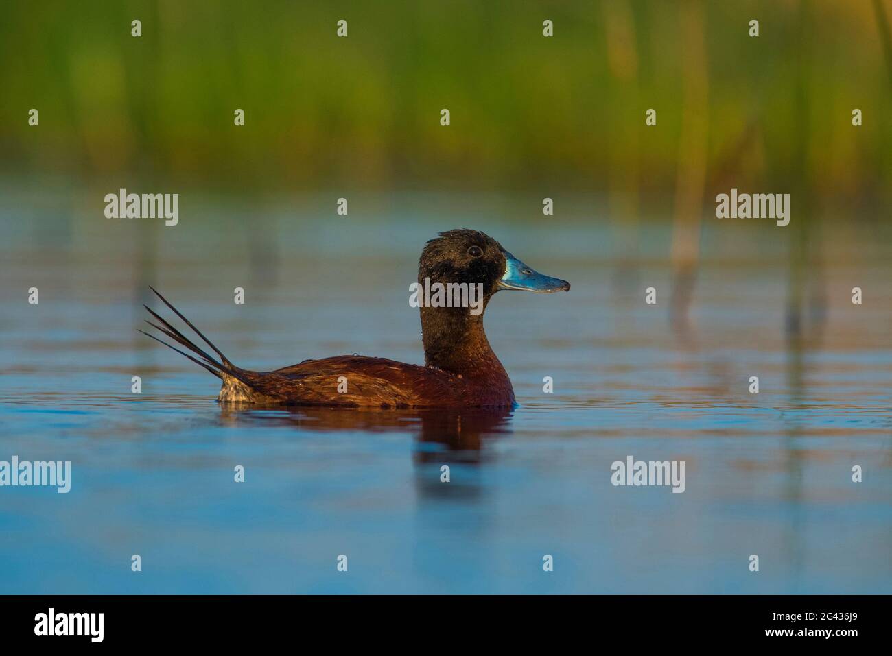 Lake Duck Oxyura vittata swimming in a lagoon, La Pampa Province ...