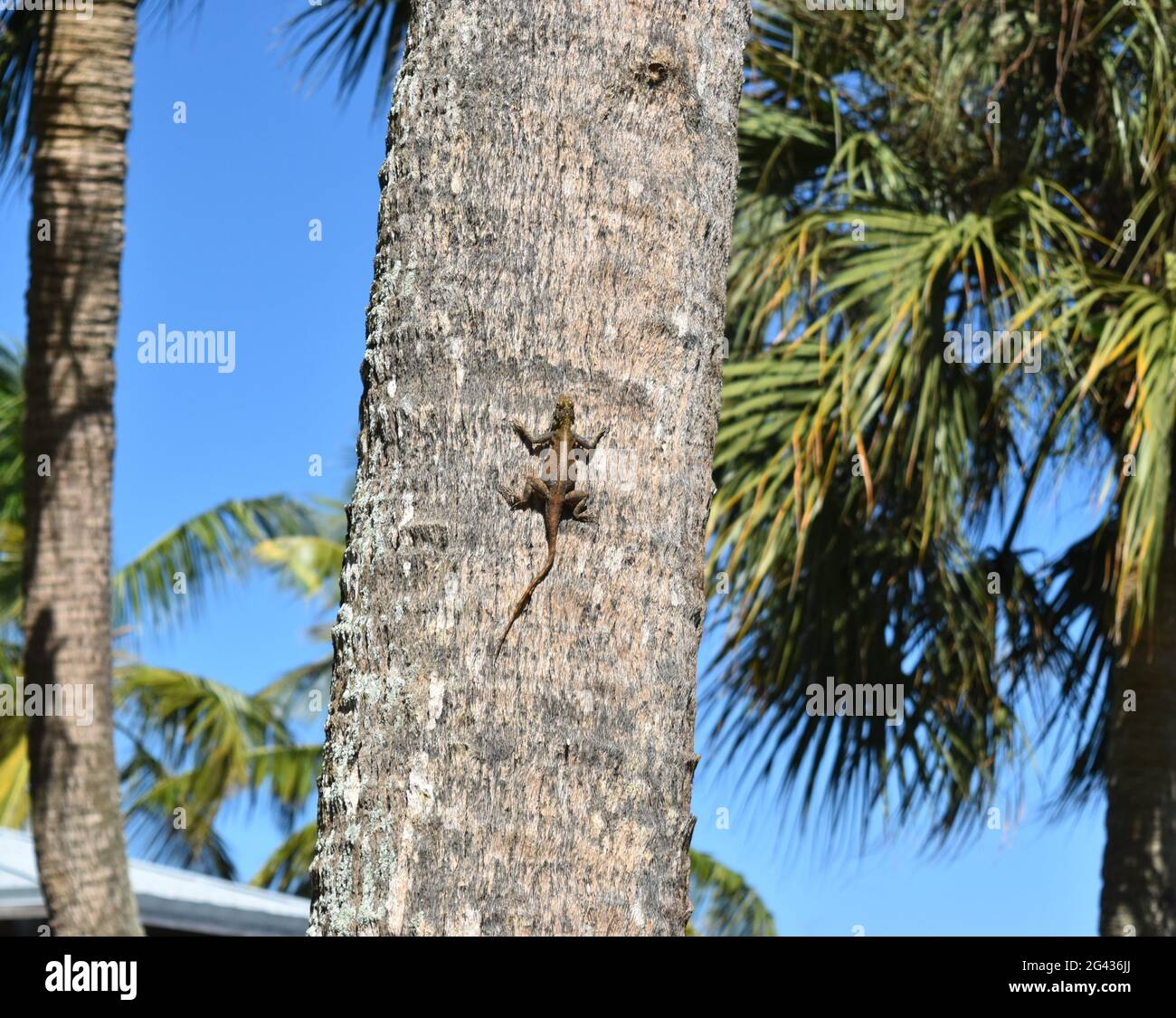 Palm tree lizard hi-res stock photography and images - Alamy