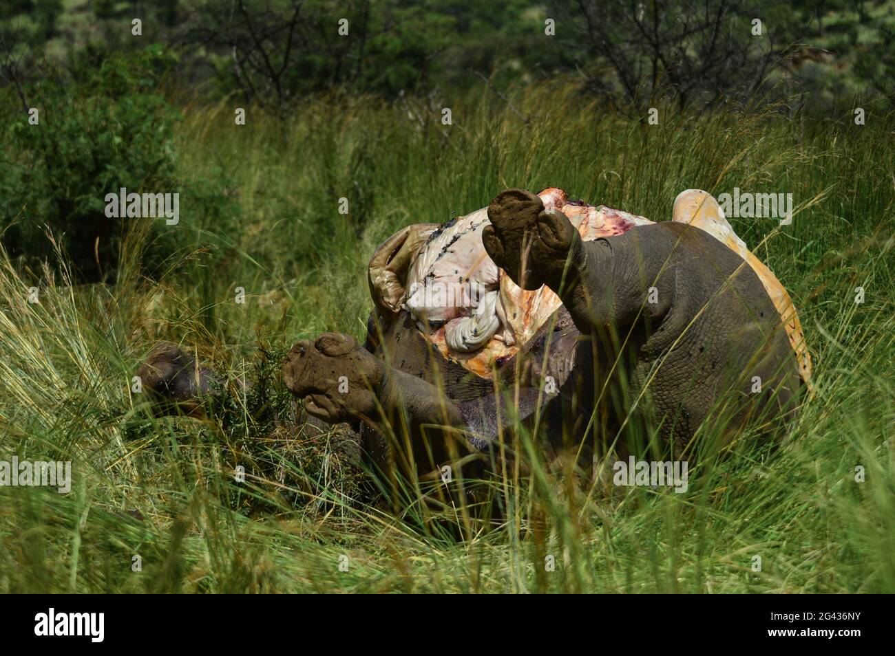 Dead rhino south africa hi-res stock photography and images - Alamy