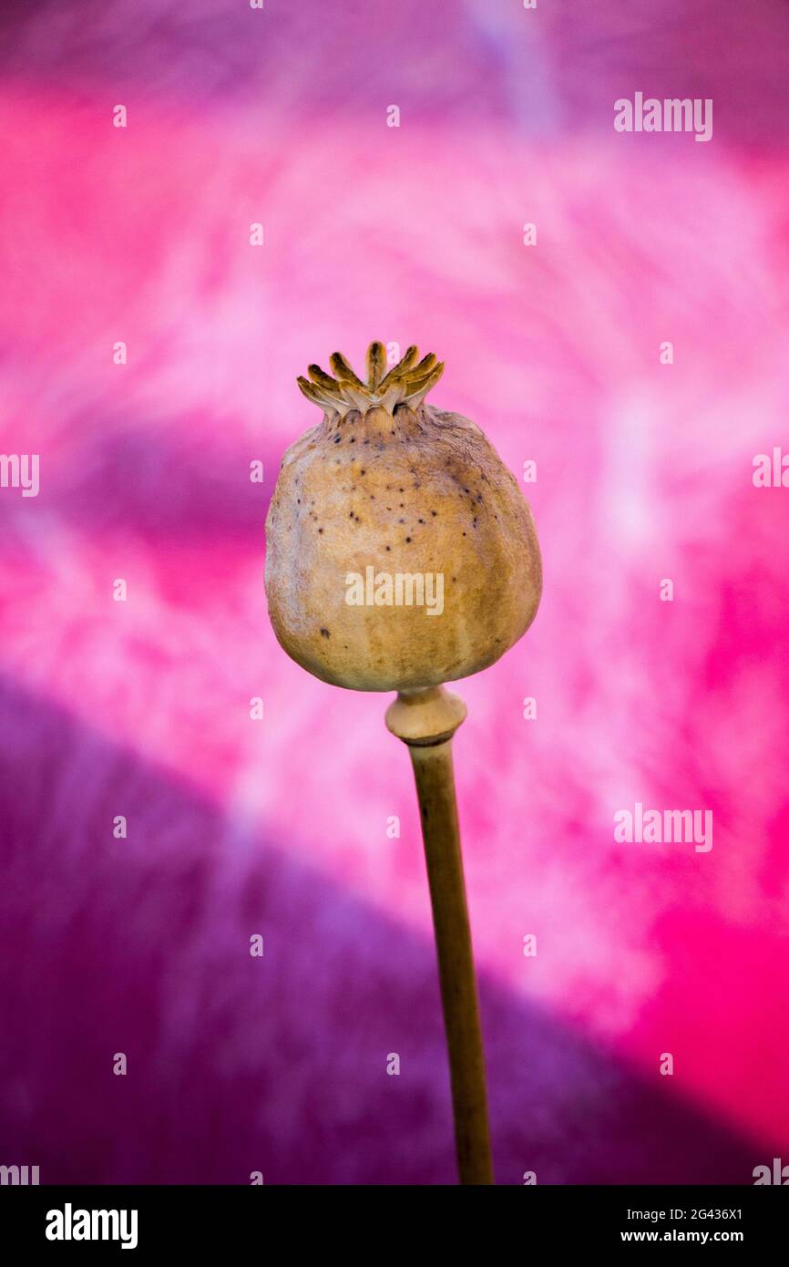 Poppy head hi-res stock photography and images - Alamy