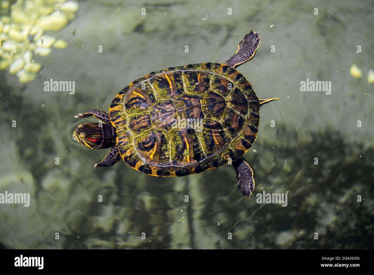 Toad tortise hi-res stock photography and images - Alamy