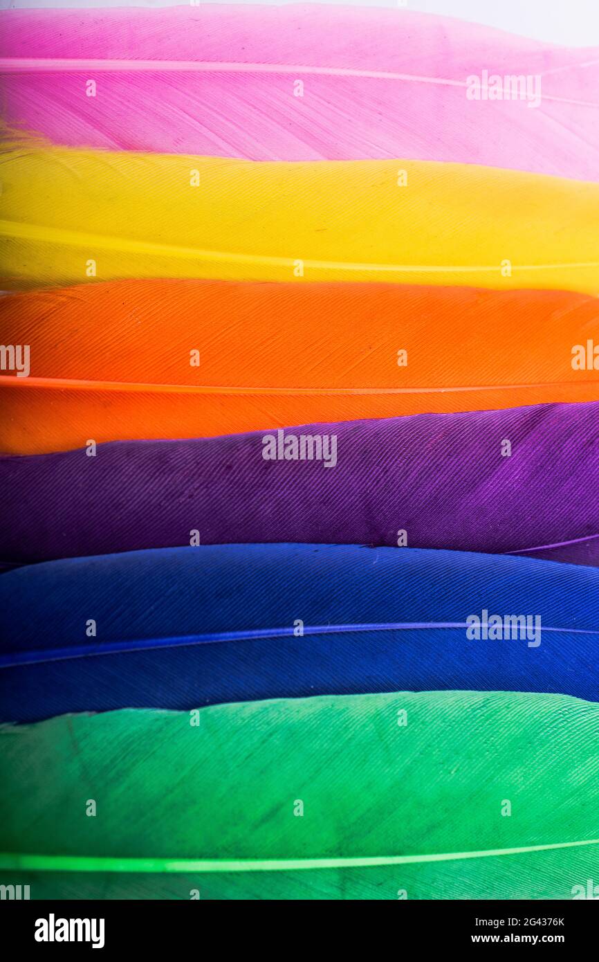 Wing feathers colors hi-res stock photography and images - Alamy