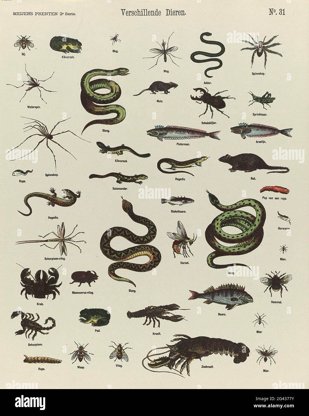 Different animals; Meijer's prints. Leaf with 41 performances of ...