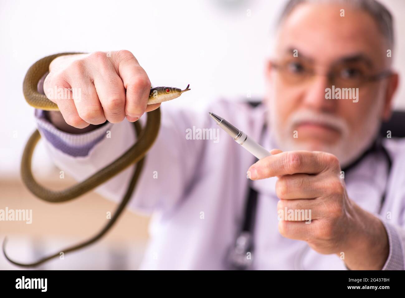 Aged male doctor holding snake in the clinic Stock Photo - Alamy
