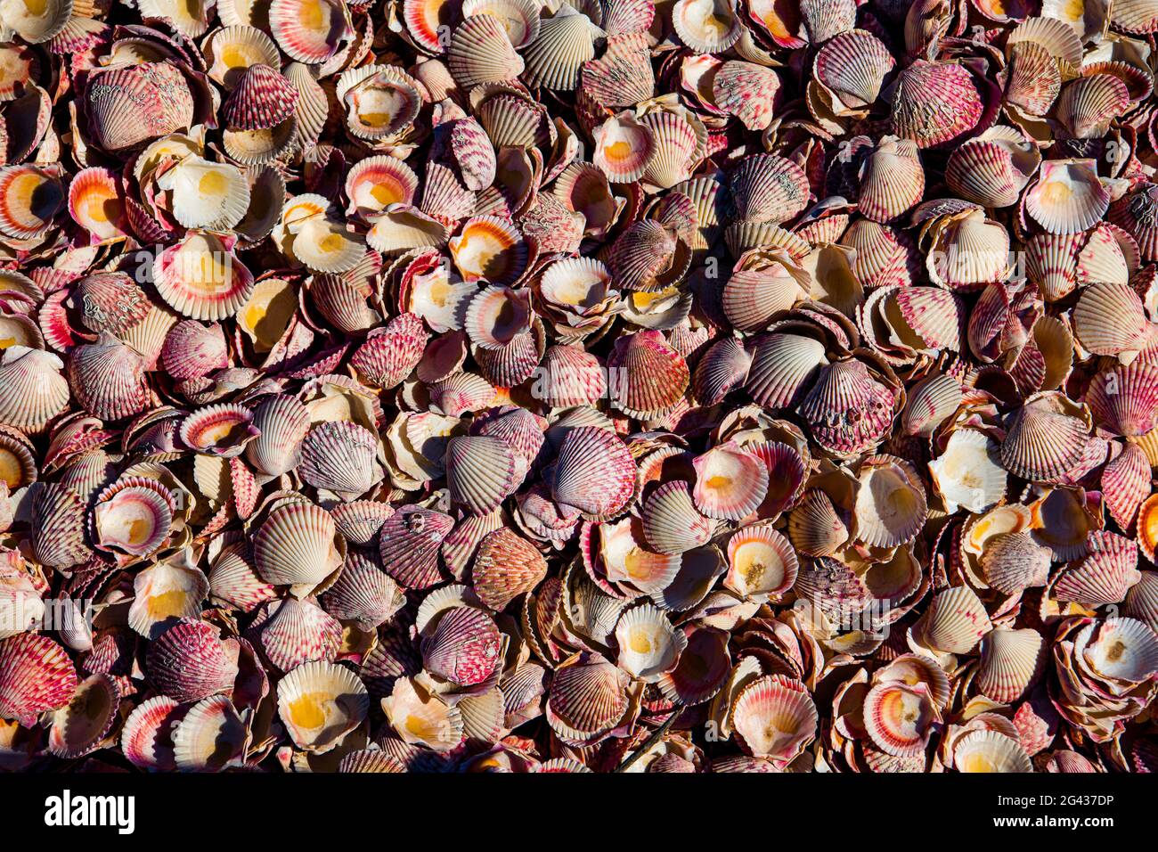 Full frame of shells of Pacific calico scallop Stock Photo - Alamy