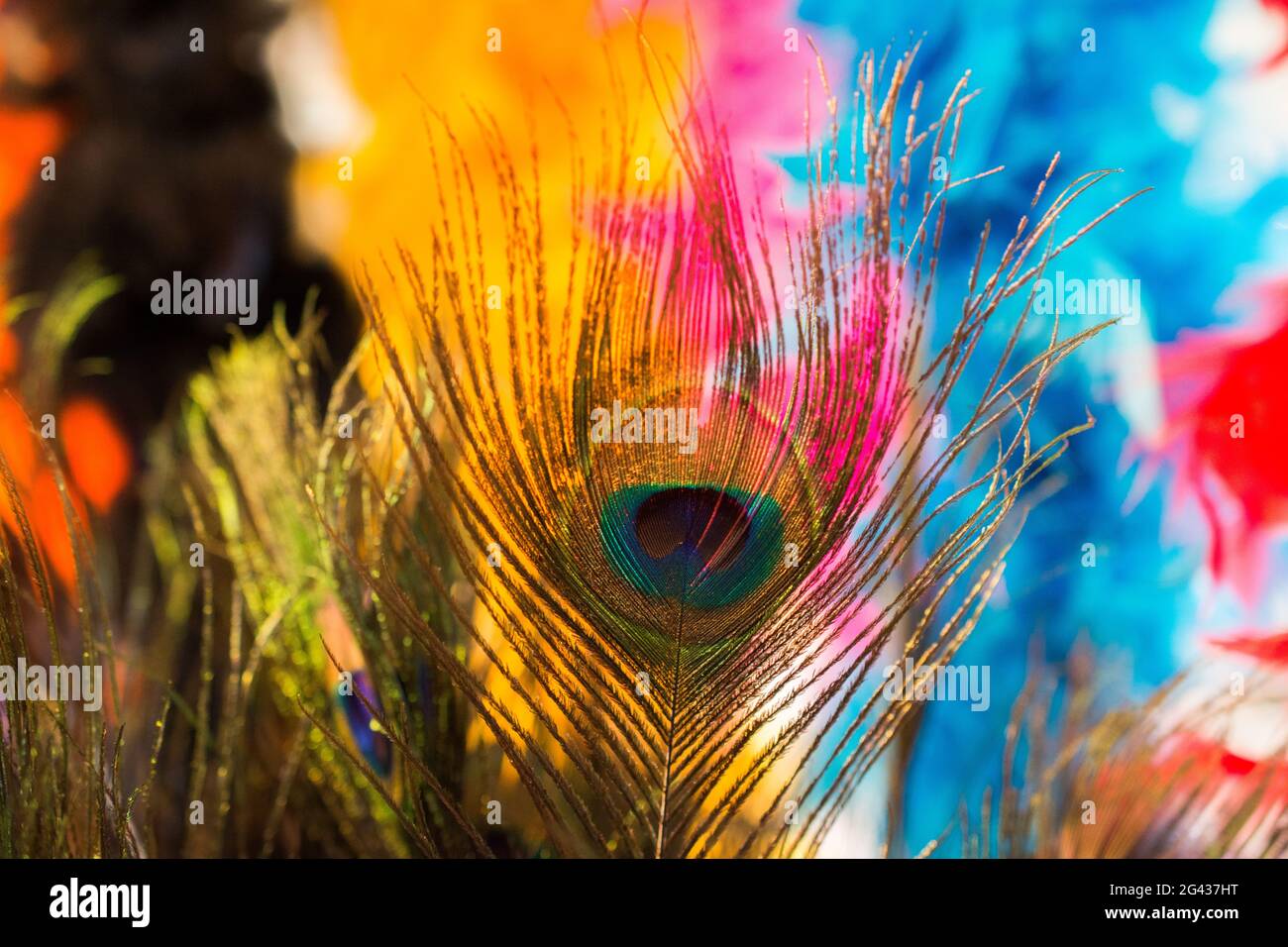 Beautiful coloured bird hi-res stock photography and images - Alamy