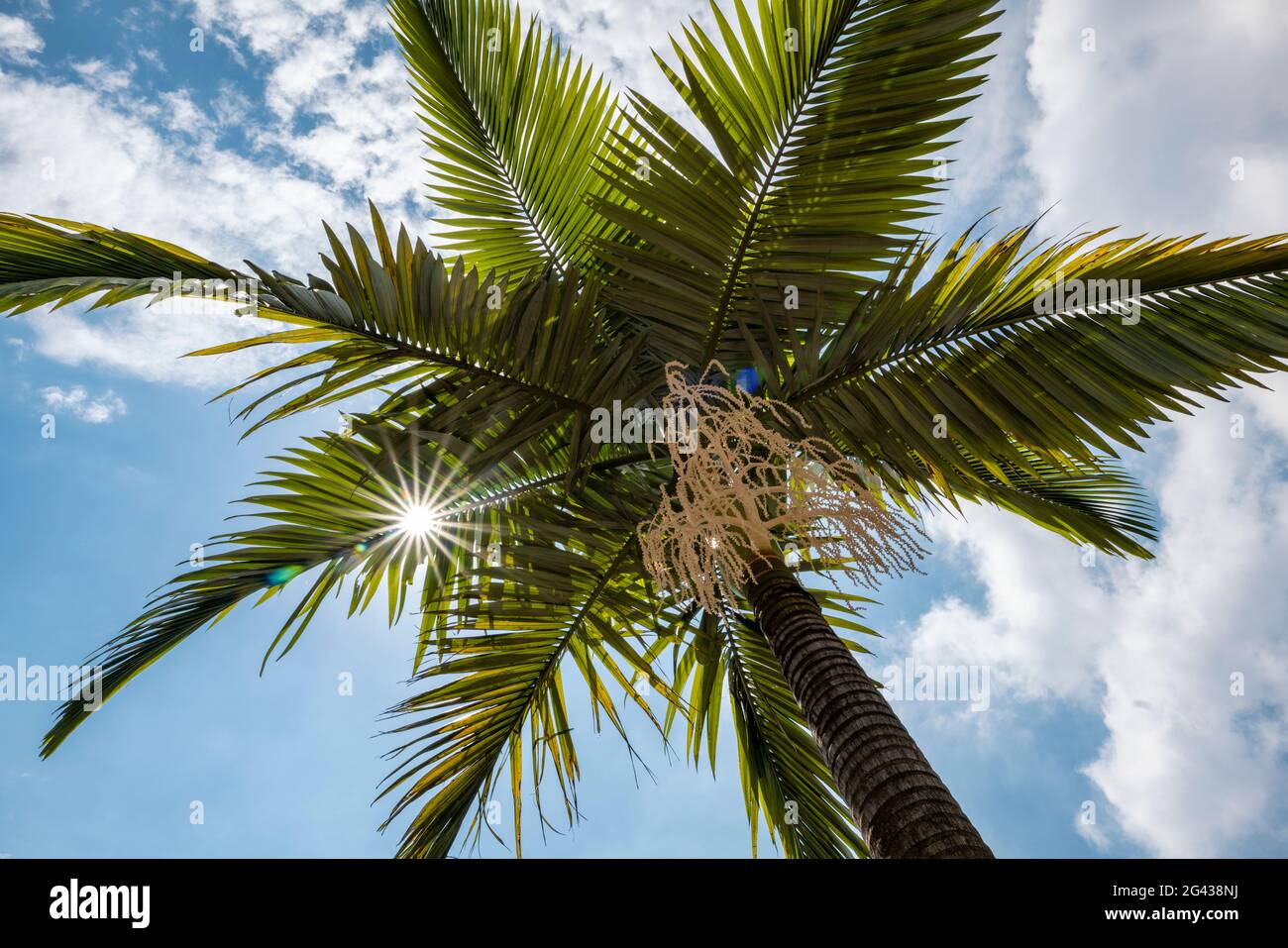 Sun rays shine through fronds of a palm tree in the city center, Kigali ...