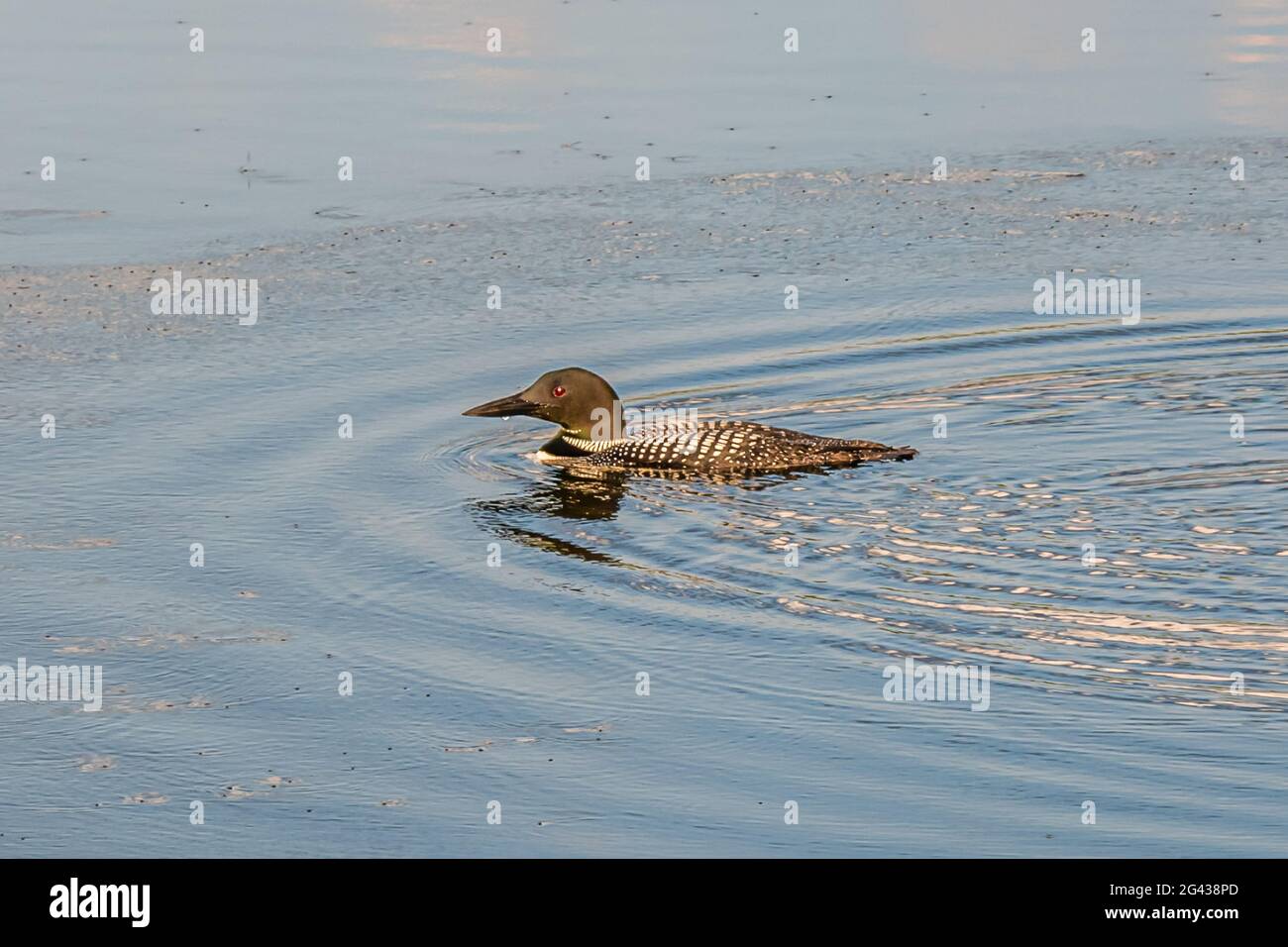 Canadian Loom in water Stock Photo - Alamy