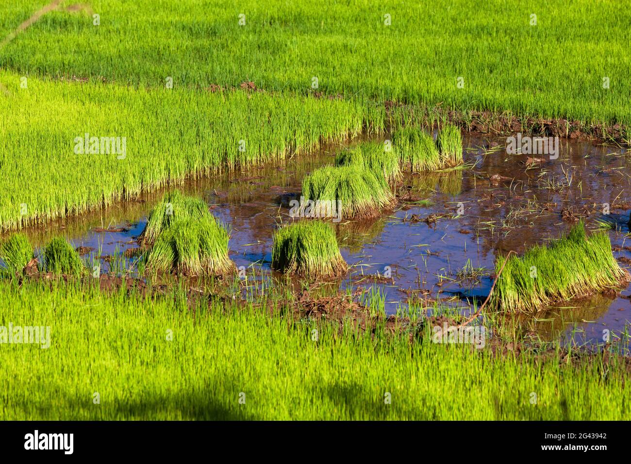 African rice plantation hi-res stock photography and images - Alamy