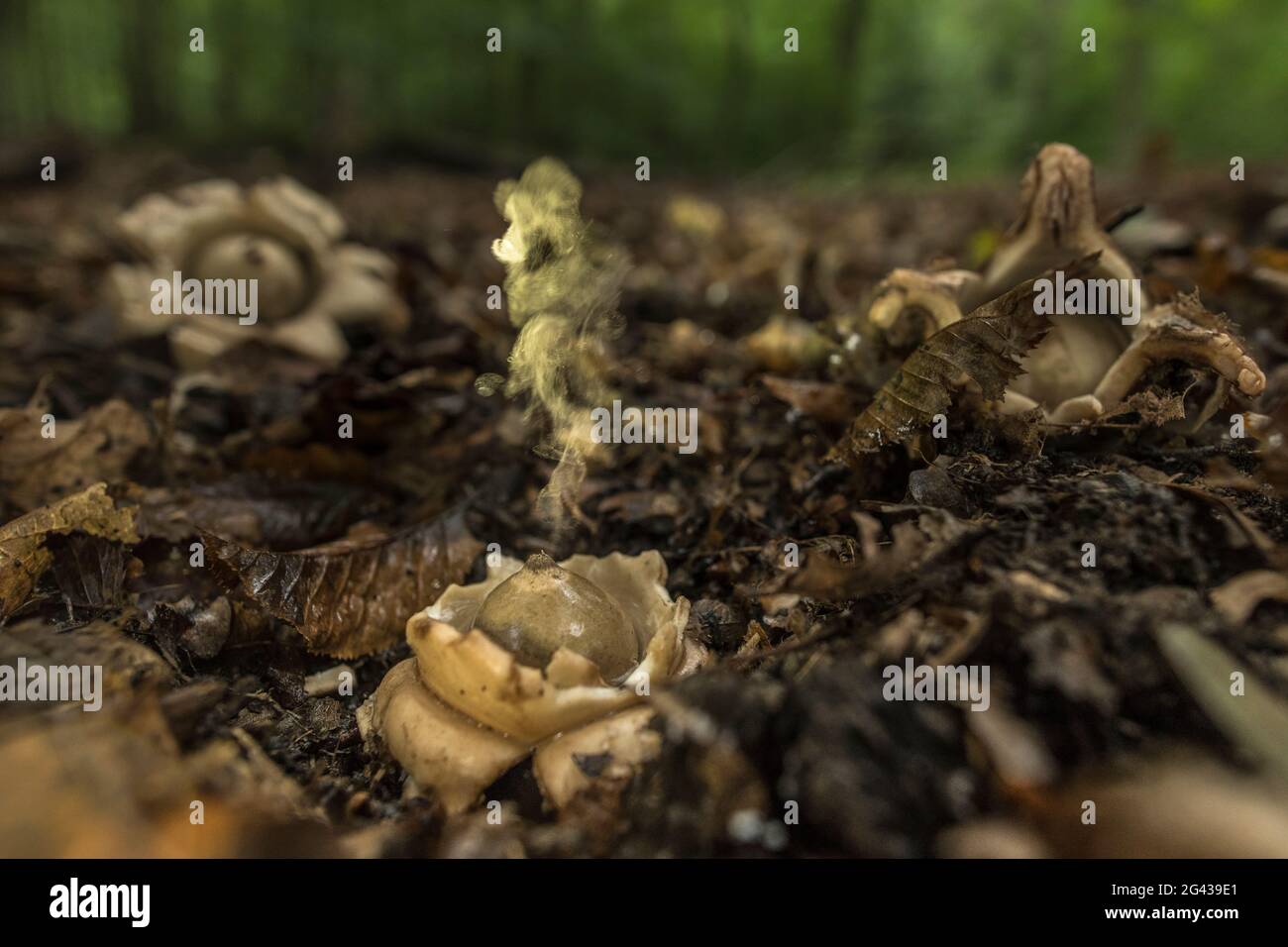 Earth star mushrooms blow their spores into the air, Germany ...