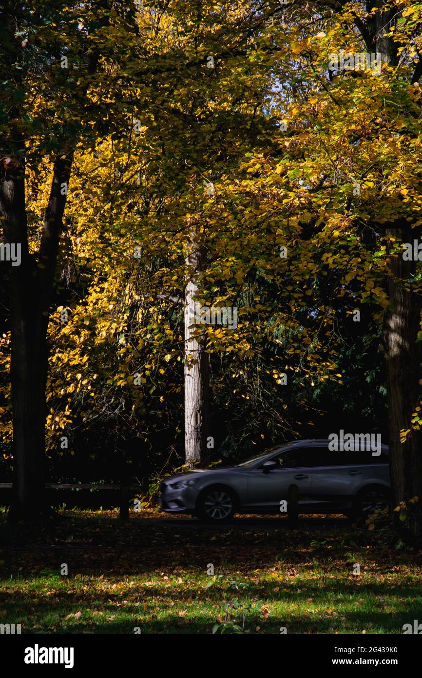 Car driving under trees hi-res stock photography and images - Alamy
