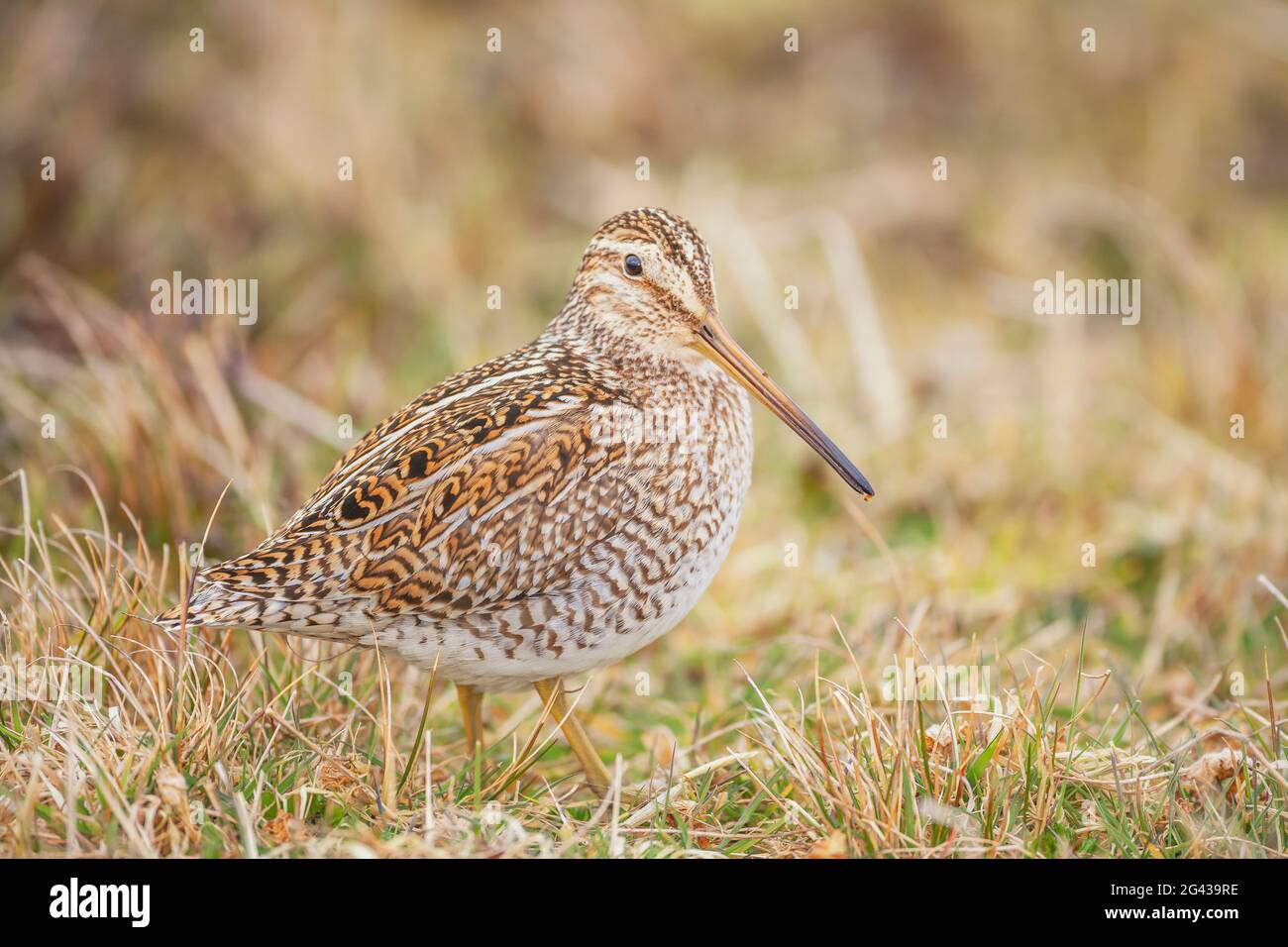 South American snipe (Gallinago paraguaiae), Sea Lion Island, Falkland ...