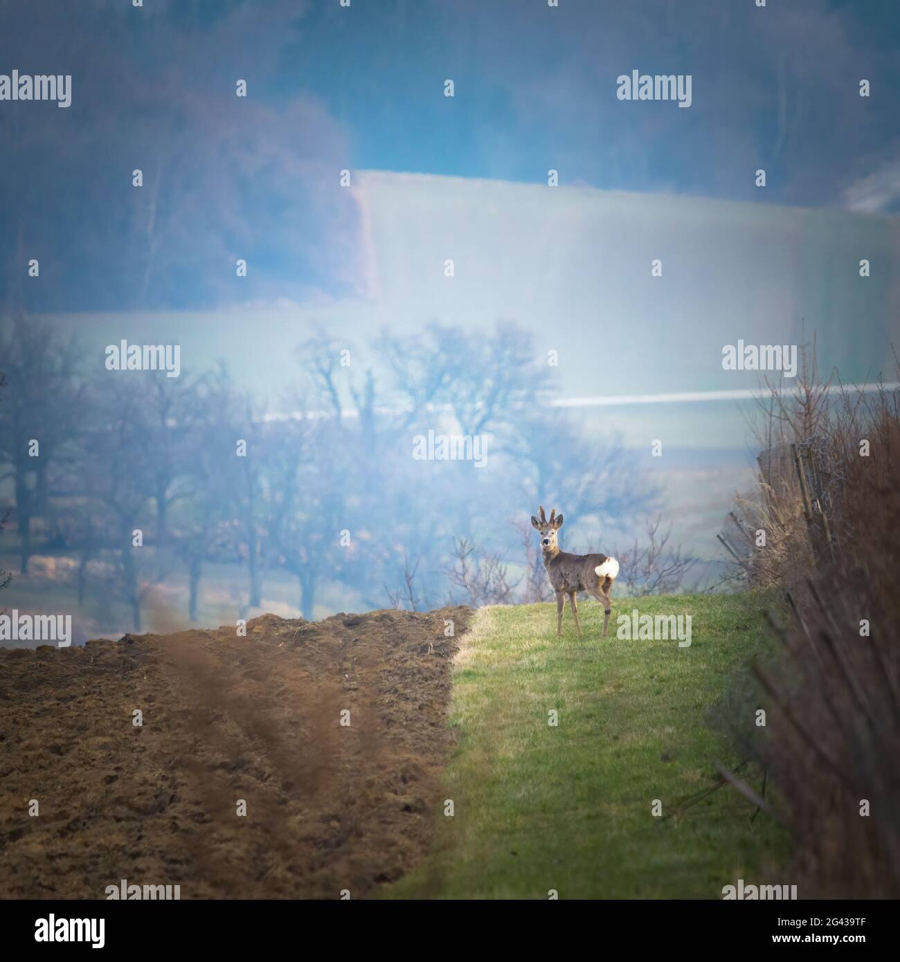 Roe deer buck profile hi-res stock photography and images - Alamy