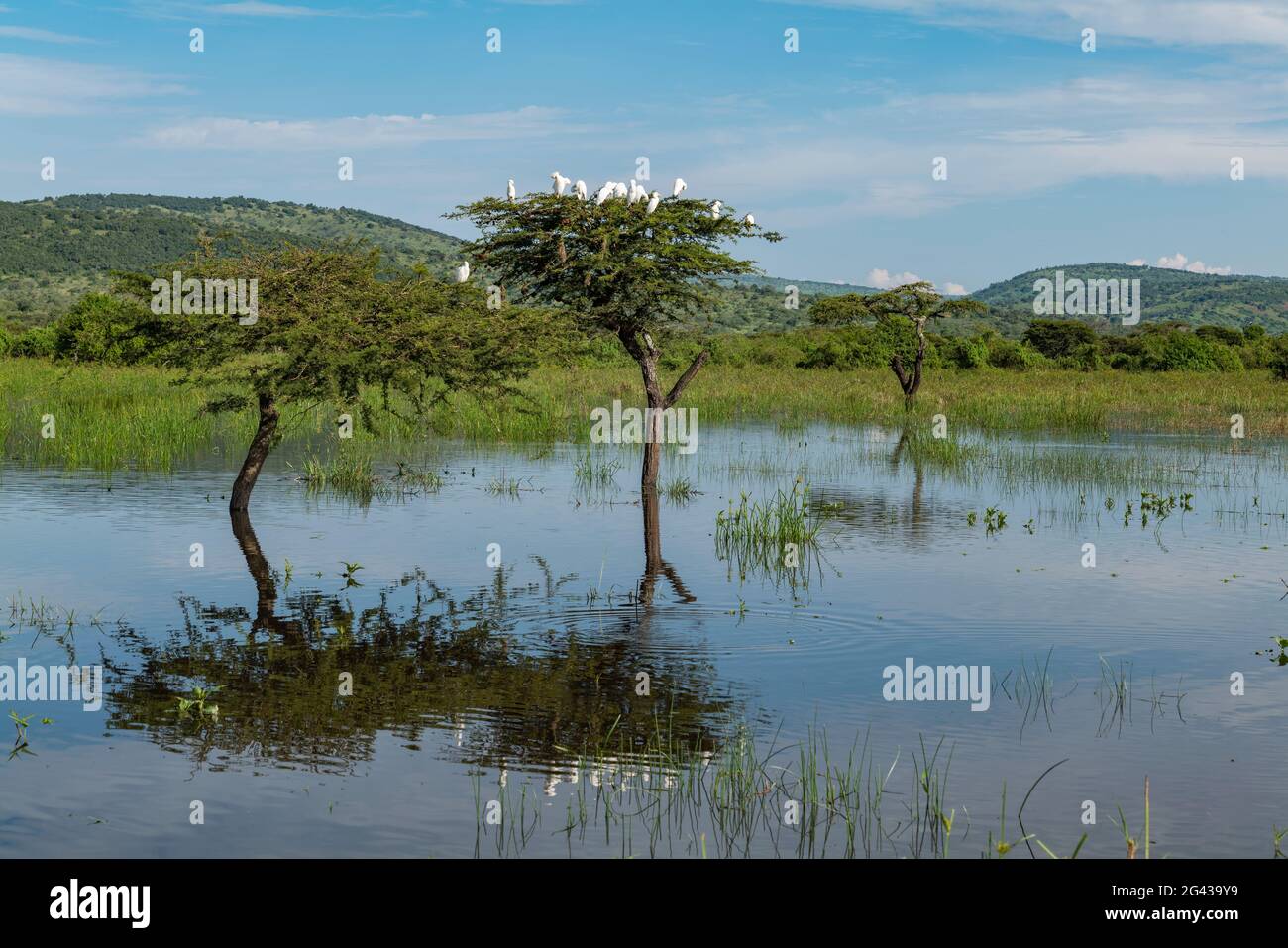 Grasslands with birds resting on trees in a pond, near Akagera National ...