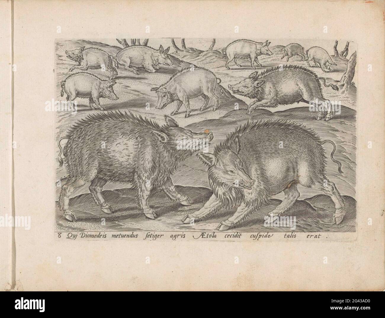 Different boar; Animals. Wild boar. Two big boars in the foreground ...