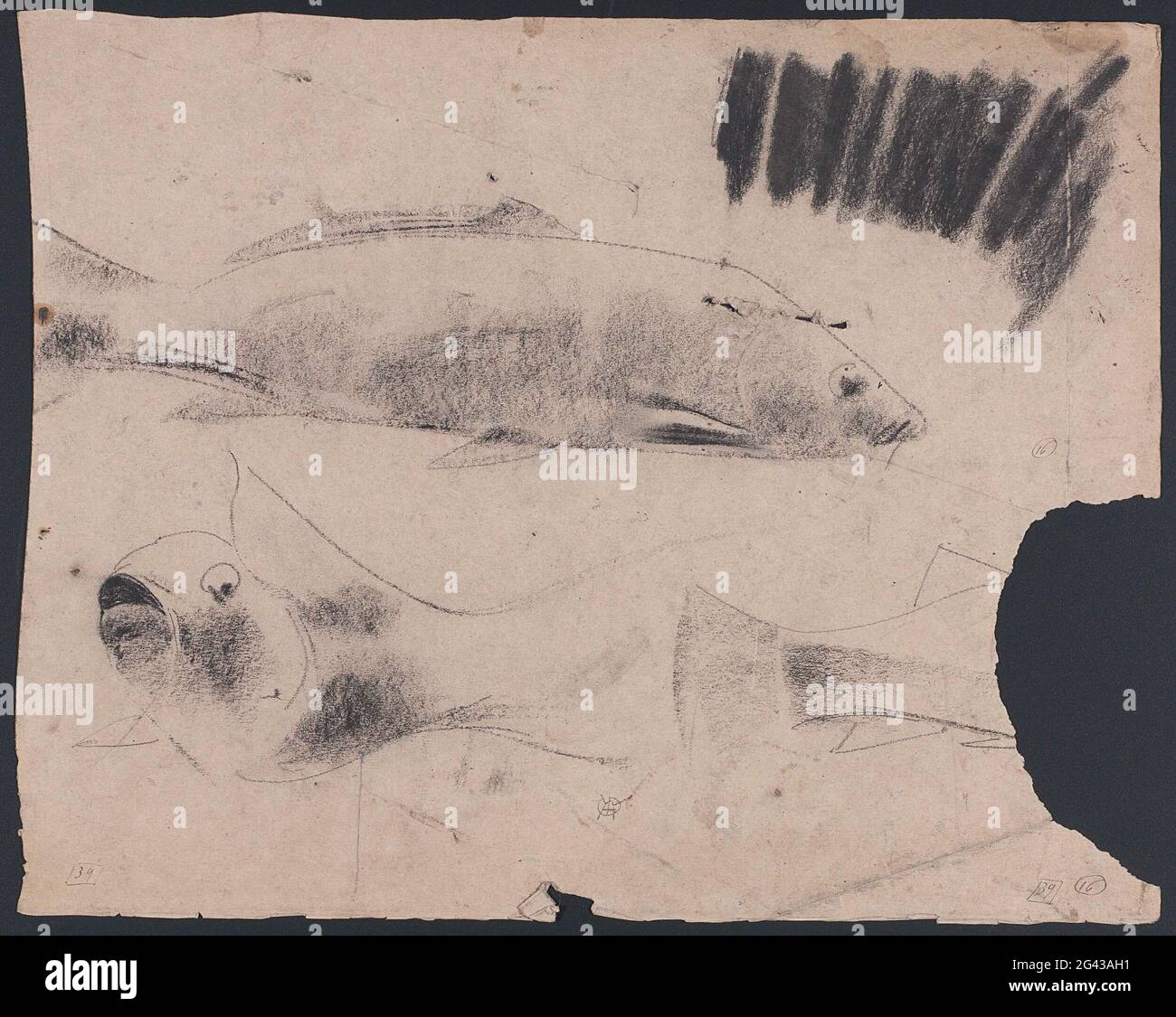 Sketch of fish Stock Photo - Alamy