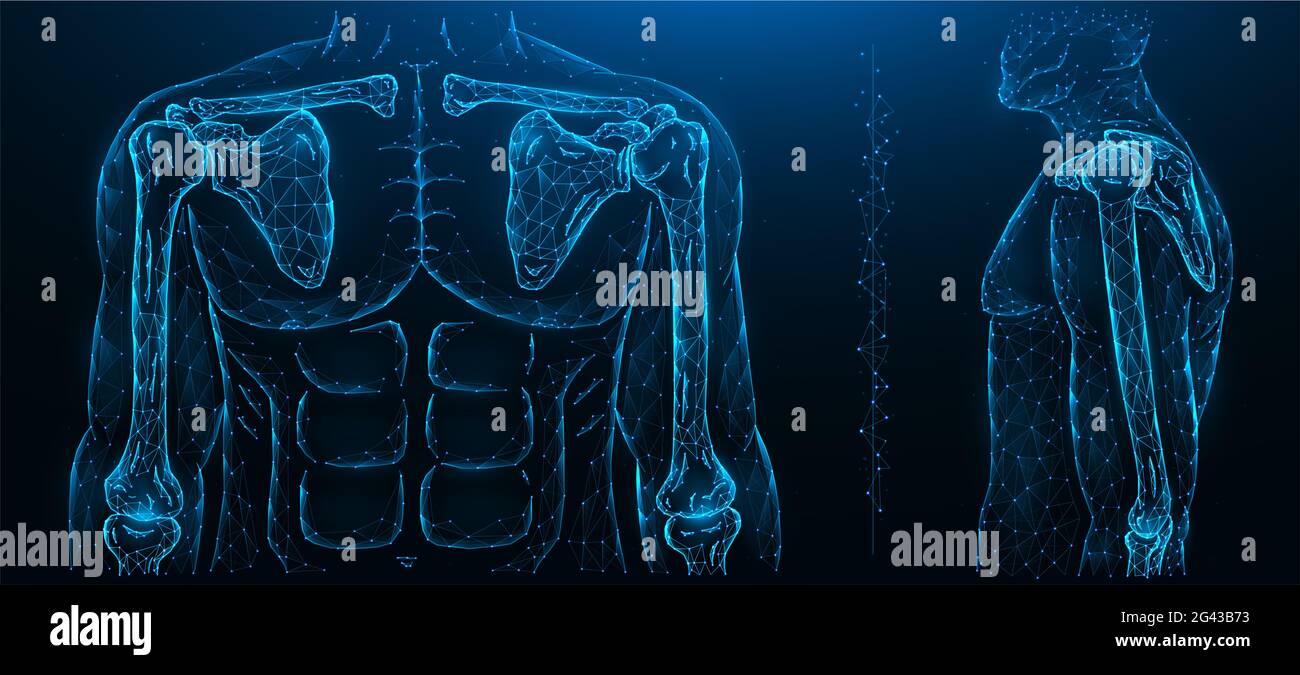 Musculoskeletal system hi-res stock photography and images - Alamy