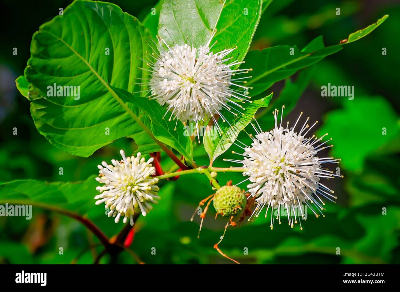 Buttonbush is pictured at the Audubon Bird Sanctuary, June 17, 2021, in ...