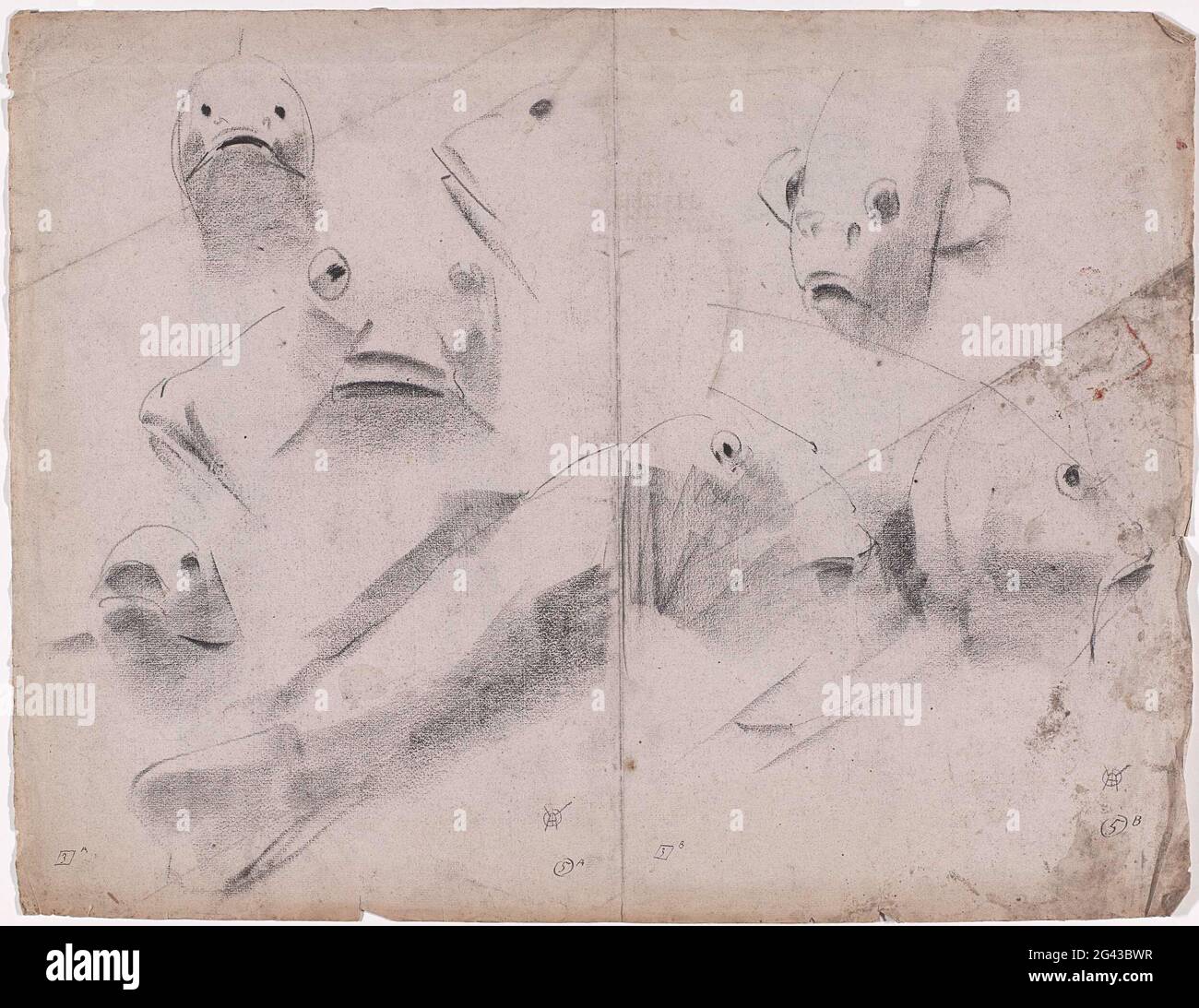 Sketch sheet with carp studies Stock Photo - Alamy