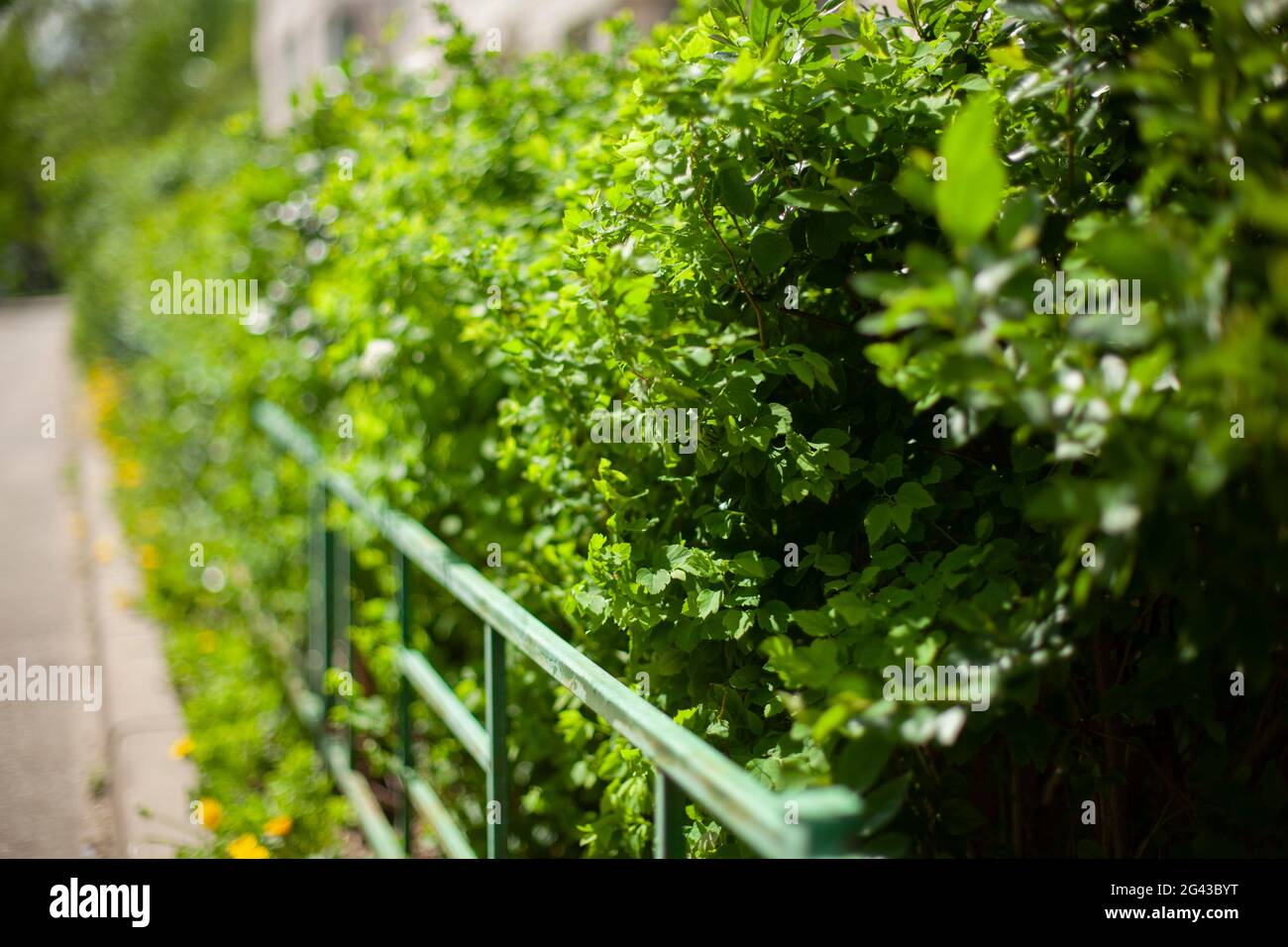 Fence and bushes. City flower bed fencing. Green bushes grow along the ...