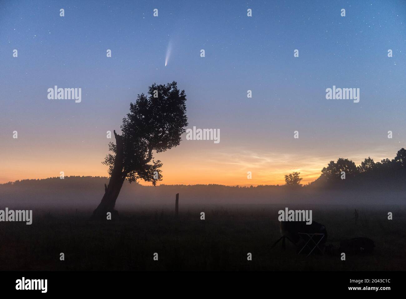 Comet NEOWISE is photographed in front of a bony old tree on a foggy ...